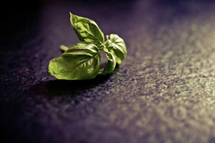 13 Evidence Based Health Benefits of Basil Seeds (Tukmaria or Sabja Seeds)