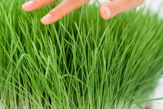 Fantastic Health Benefits of Wheatgrass For Pets (Especially Dogs)